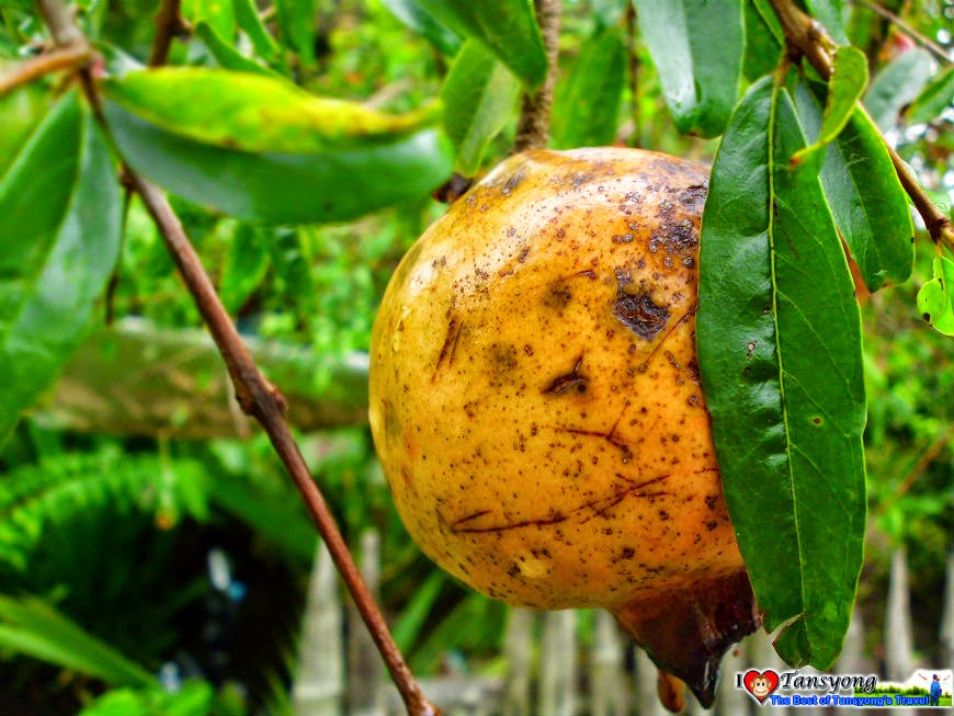 🍋 Pomegranate Fruit AKA Granada Fruit - My First Time In Marinduque ...